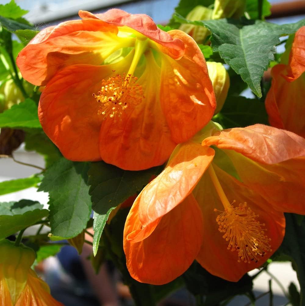 Amazon.com : Beautiful Flowering Plants, Abutilon Yellow Showers ...