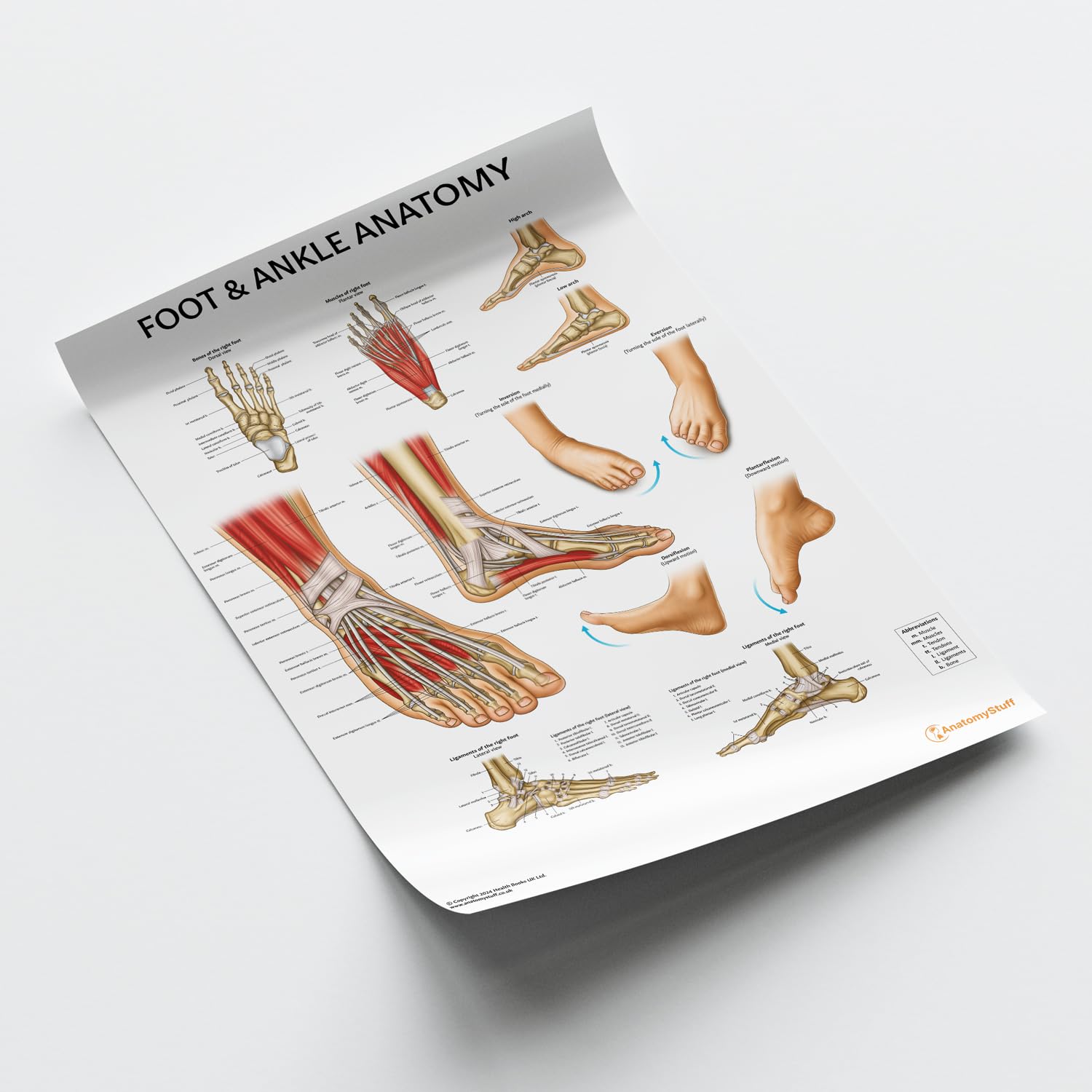 Foot And Ankle Exam Room Anatomy Poster Clinicalposters