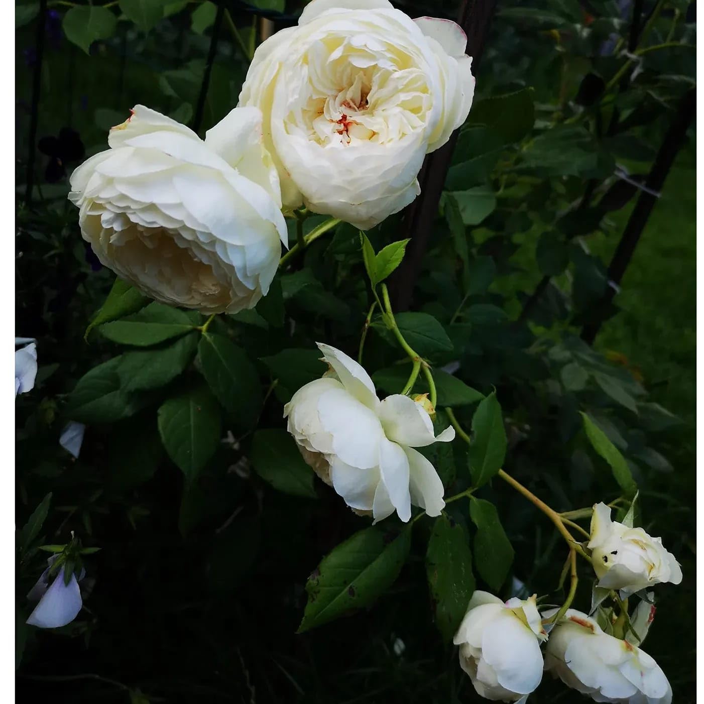 ARIYA Live Rare Bush Fairy Rose Plant - White Rose PlantFor Home Garden ...