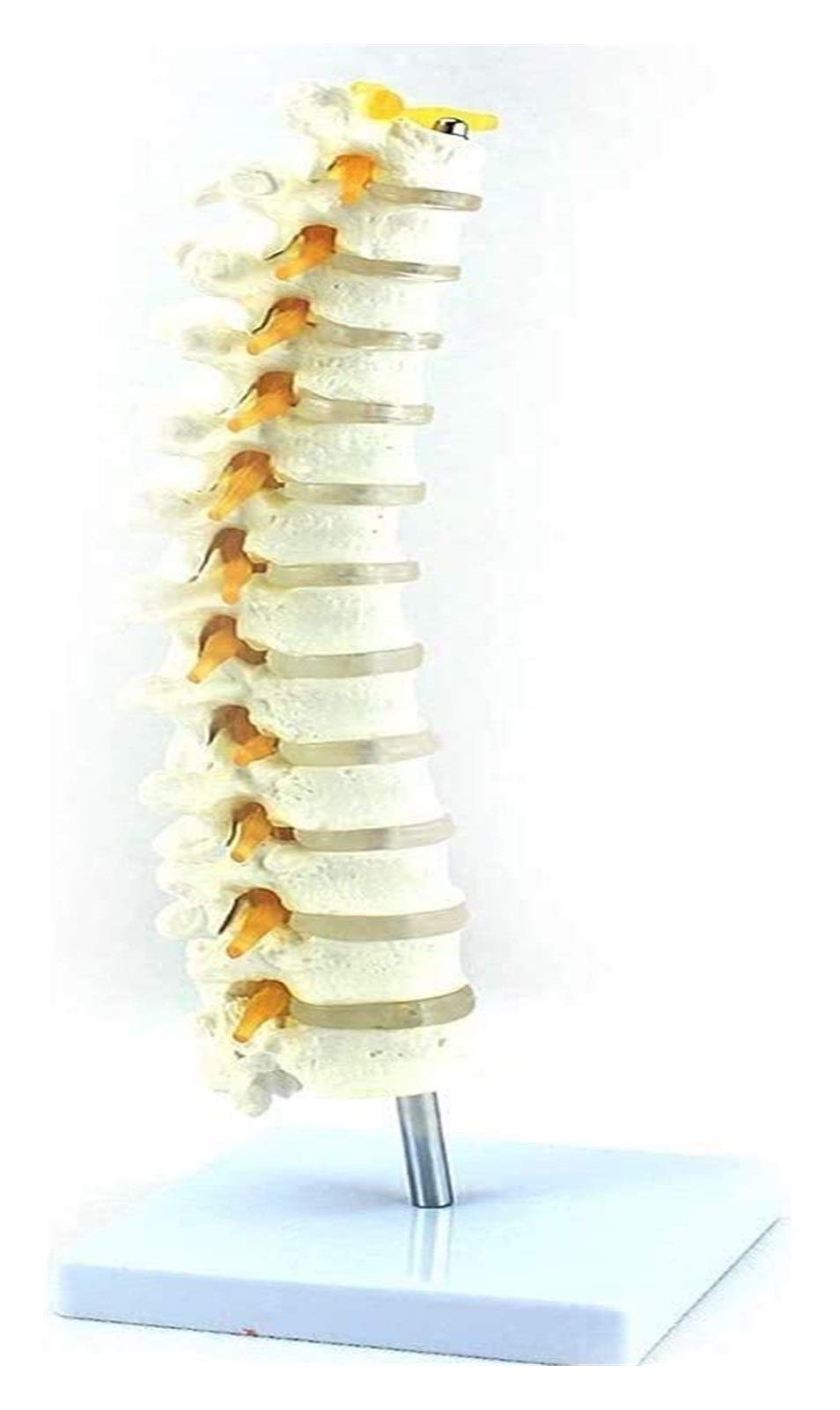 Buy Skeleton Anatomical Model Human Body Model Thoracic Vertebrae Nerve ...