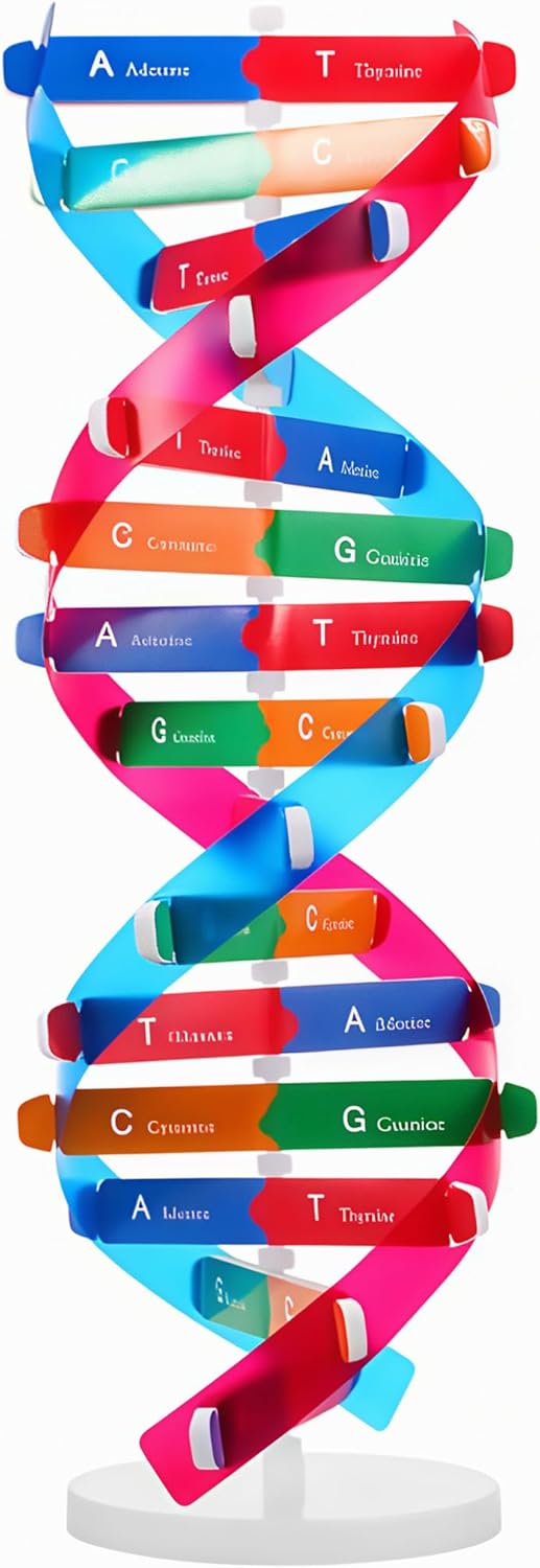 Amazon.com: VICASKY DNA Kit Self Double Helix Structure Model 33 x 11 ...