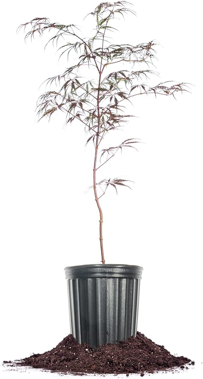 Amazon.com : Perfect Plants Tamukeyama Japanese Maple 1 Gallon ...