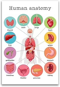 Amazon.com: Human Anatomy Health Poster - Classroom Poster For Teachers ...
