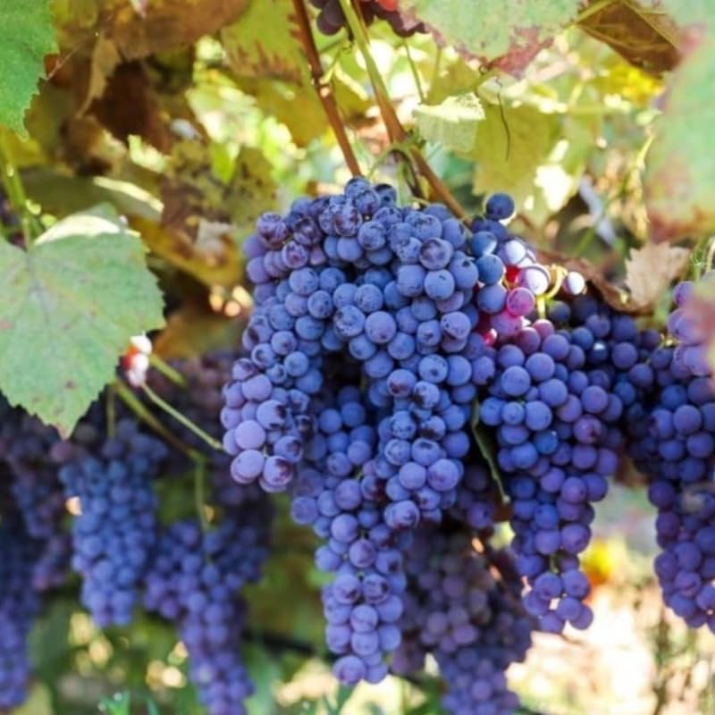 Hierba De Uva Mono Amazon.com: Glenora Black Grape, Planta De Uva Viva
