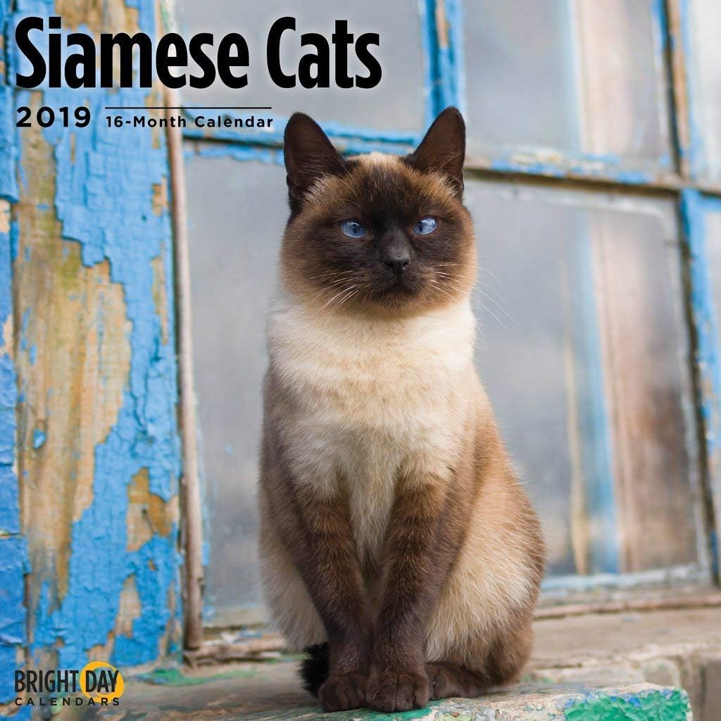 Amazon.com: 2020 Siamese Cats Wall Calendars by Bright Day Calendars 16 ...