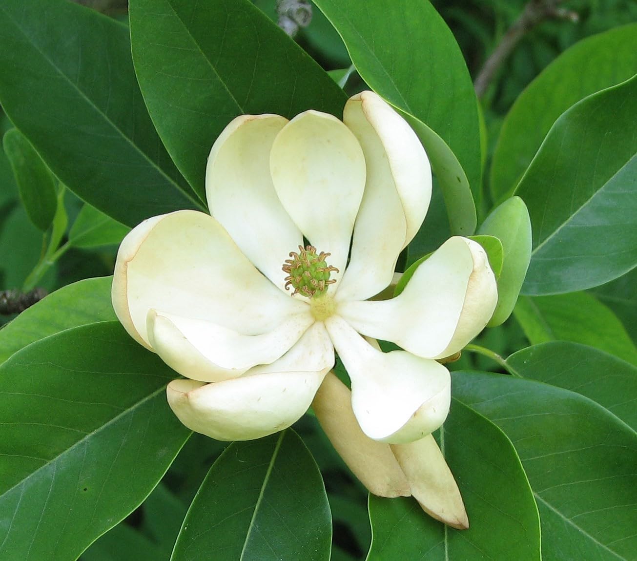 Sweetbay Magnolia Flower