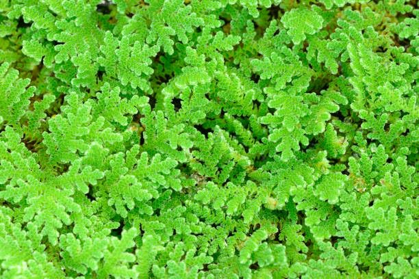 Azolla seeds for aquarium | Aquarium Azolla seeds | Pack of 400 ...