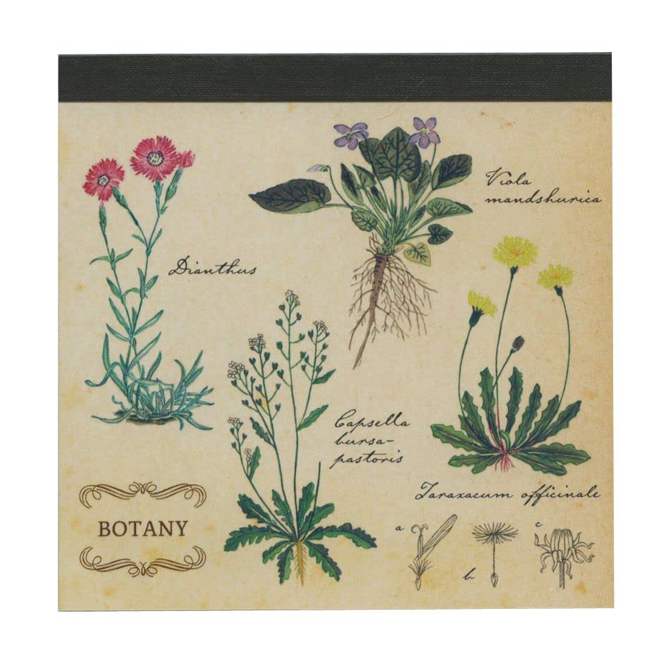 Amazon.co.jp: STUDY HOLIC メモパッド・スクエア【植物学】メモ メモ帳 かわいい ST-165 : 文房具・オフィス用品