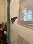 Amazon.com: RESTCLOUD 36" Large Monarch Butterfly Habitat, Giant ...