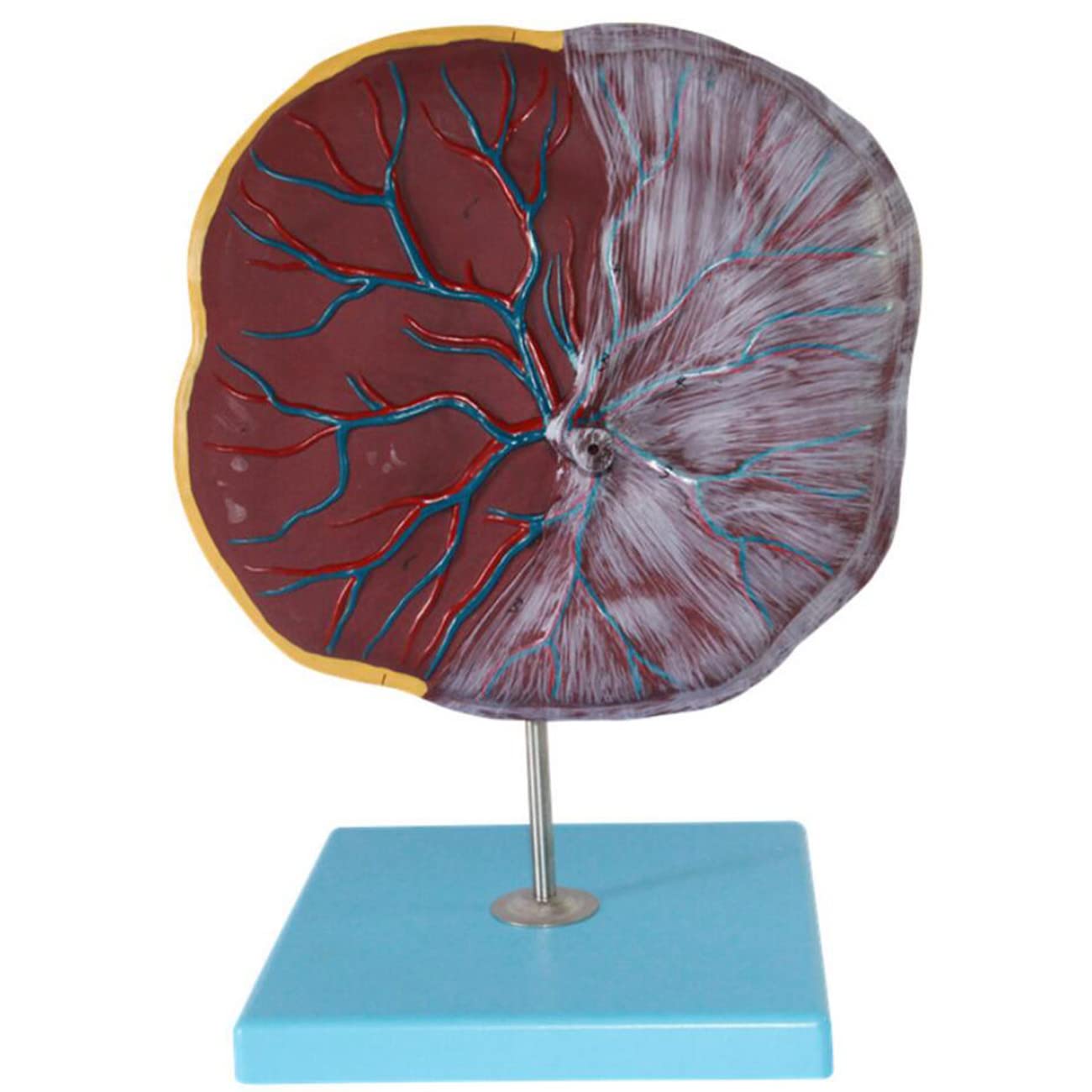 Huige Placenta Model Placenta And Umbilical Cord Model With Digital ...