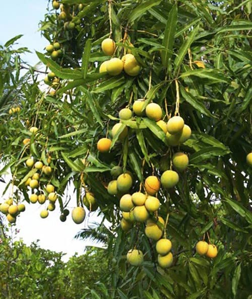 Zomoloco_Mango Plant-Dwarf Alphonso Mango Plant King Of Mango Grafted ...