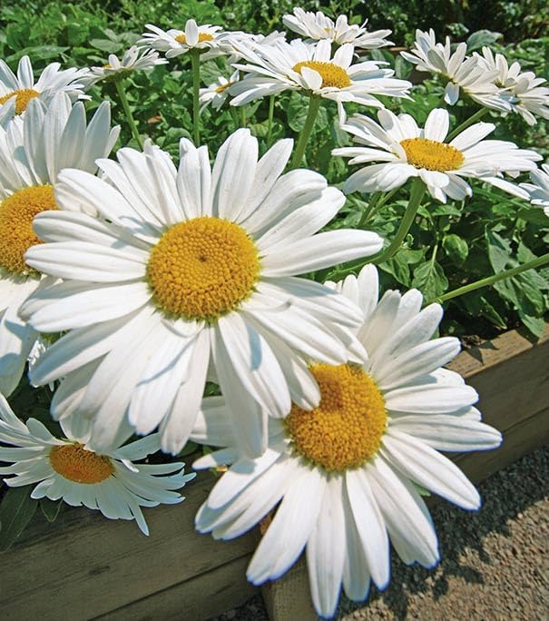 Perennial Garden Plant - Large Daisy Flowers Leucanthemum VAR. Madonna ...