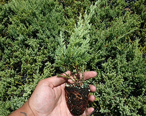 Amazon.com : Nicks Compacta Juniper - 60 Live Plants - Drought Tolerant ...