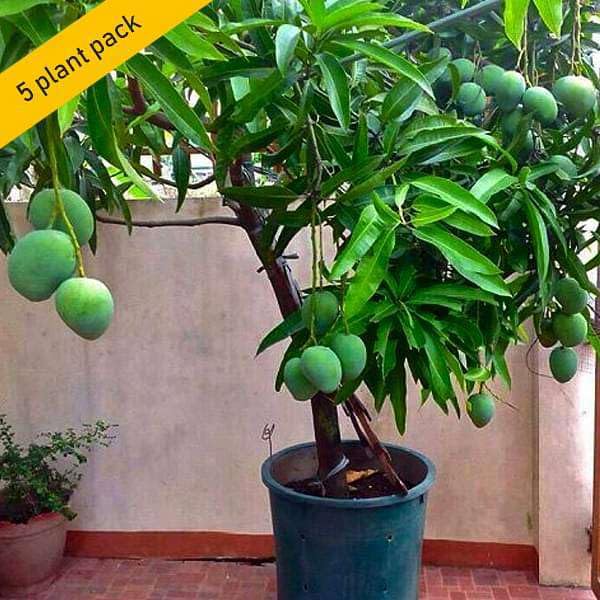 Mphmi NCR Winter Plants Mango (Pack of 5) - Plant Mango Tree (Totapuri ...