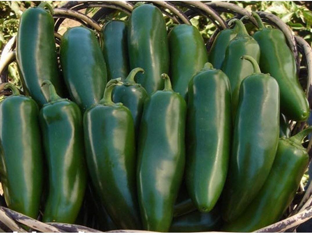 Amazon.com : Generic Jedi (F1) Hybrid Giant Jalapeno Pepper Seeds (45 ...