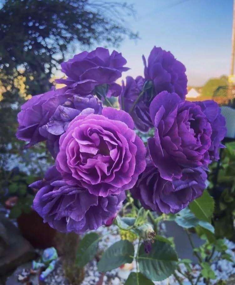 Deep Purple to Plum 3 Litre Pot Potted Hybrid Tea/Floribunda Garden ...