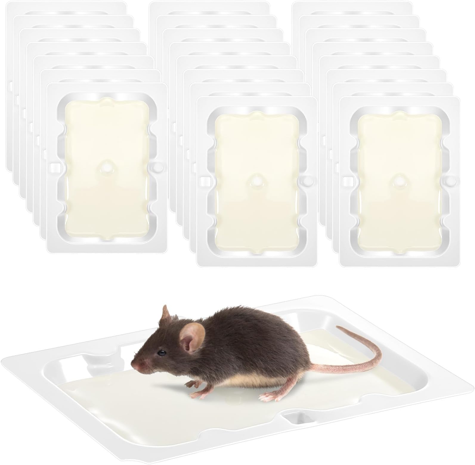 Amazon.com : Qualirey 24 Pack Glue Traps Sticky Mouse Trap Rat Traps ...