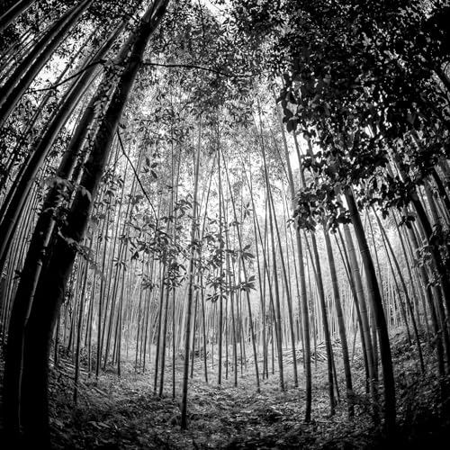 Play Point of No Return by Boxia on Amazon Music