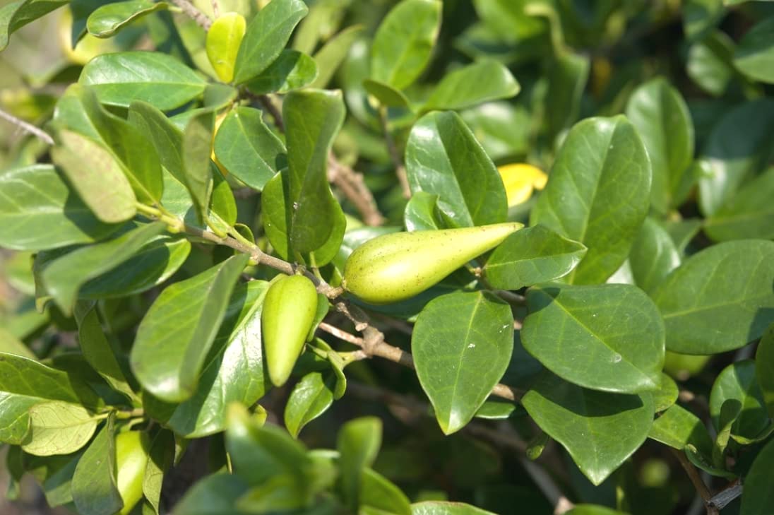 Indiana Herbalife Gymnema Sylvestre Gurmar Cowplant Australian Cowplant ...