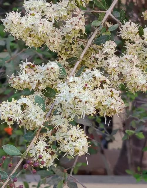 Henna Tree Plant