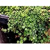 Amazon.com : Ficus Pumila Quercifolia | 3 Live Plants | Oak Leaf ...