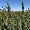 Amazon.com : Premium Japanese Millet Seed 50 lbs - Fast-Growing ...