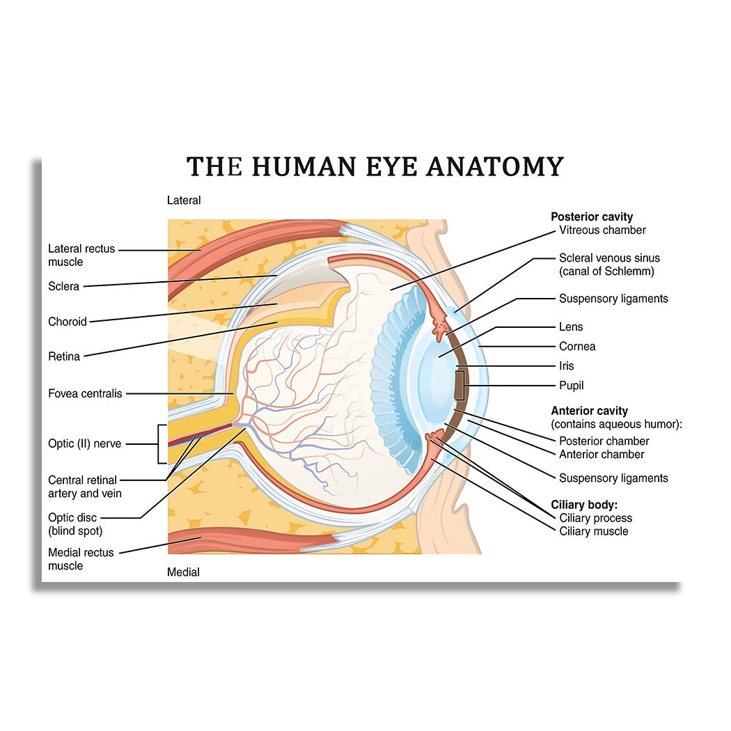 Human Eye Anatomy Labels And Parts Biology Education Chart Poster ...