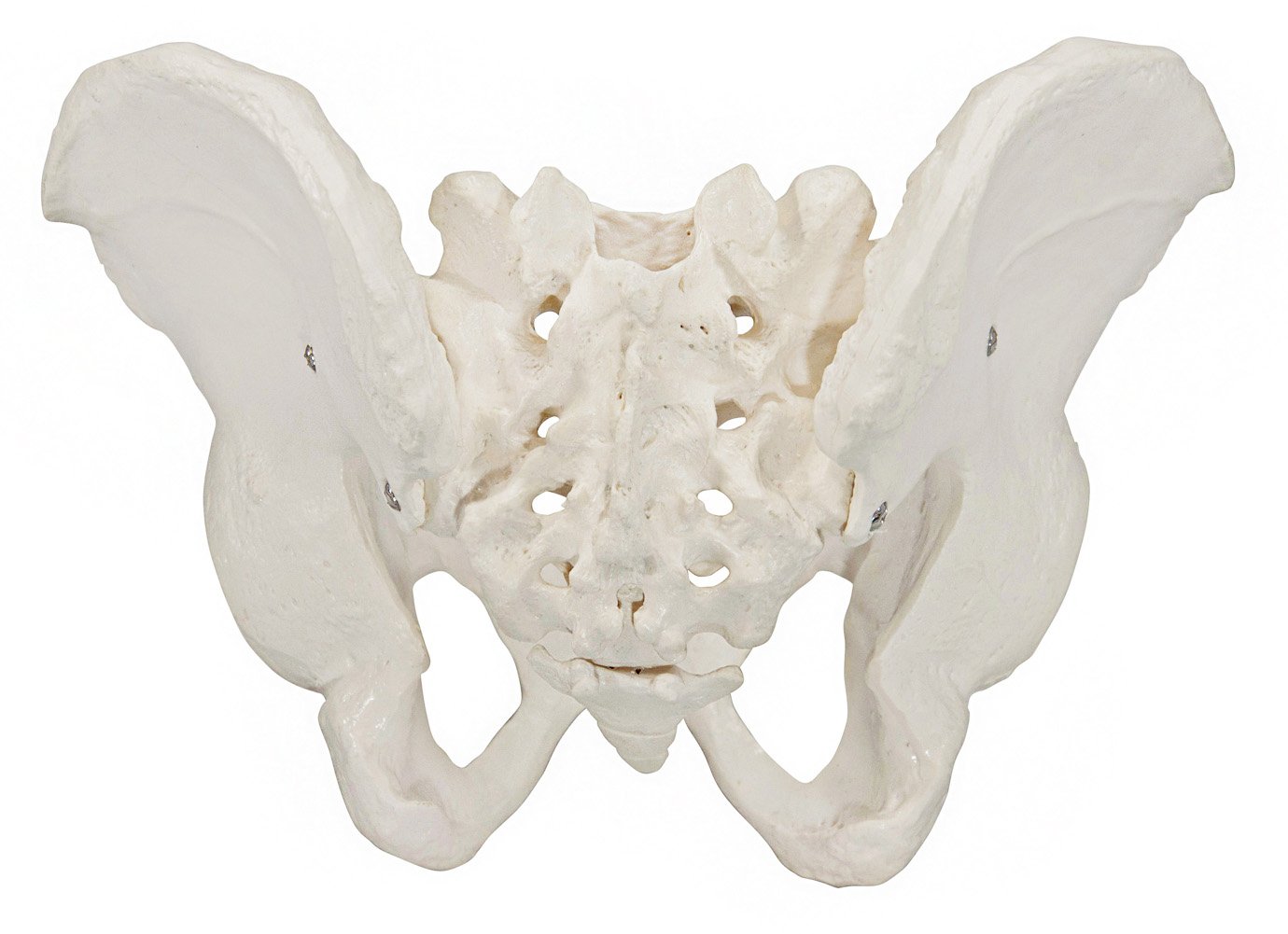 Snapklik.com : Skeletal Model Of The Male Pelvis Cast From A Real Human ...