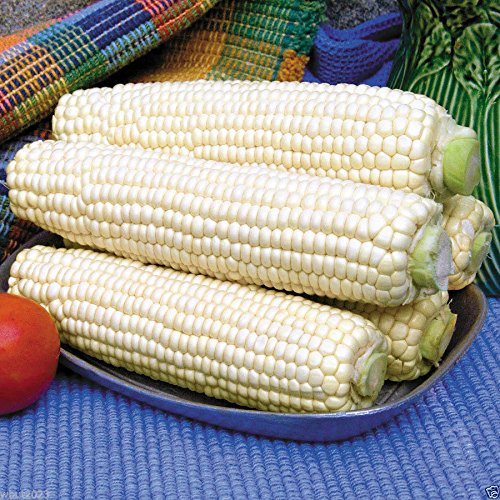 Silver Queen Sweet Corn Seed
