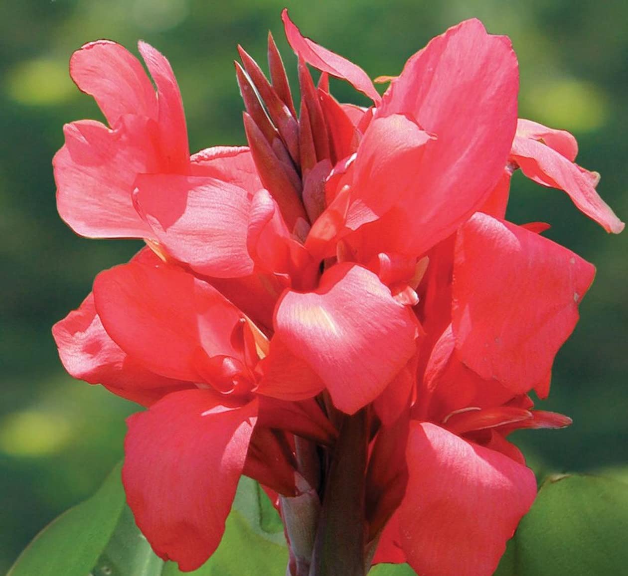 Amazon.com : Votaniki Dwarf Variety Magic Pink Canna Bulbs - Large ...