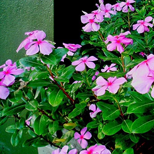 Henna Sadabahar-Catharanthus roseus Pink Flower Plant (1 Live Healthy ...