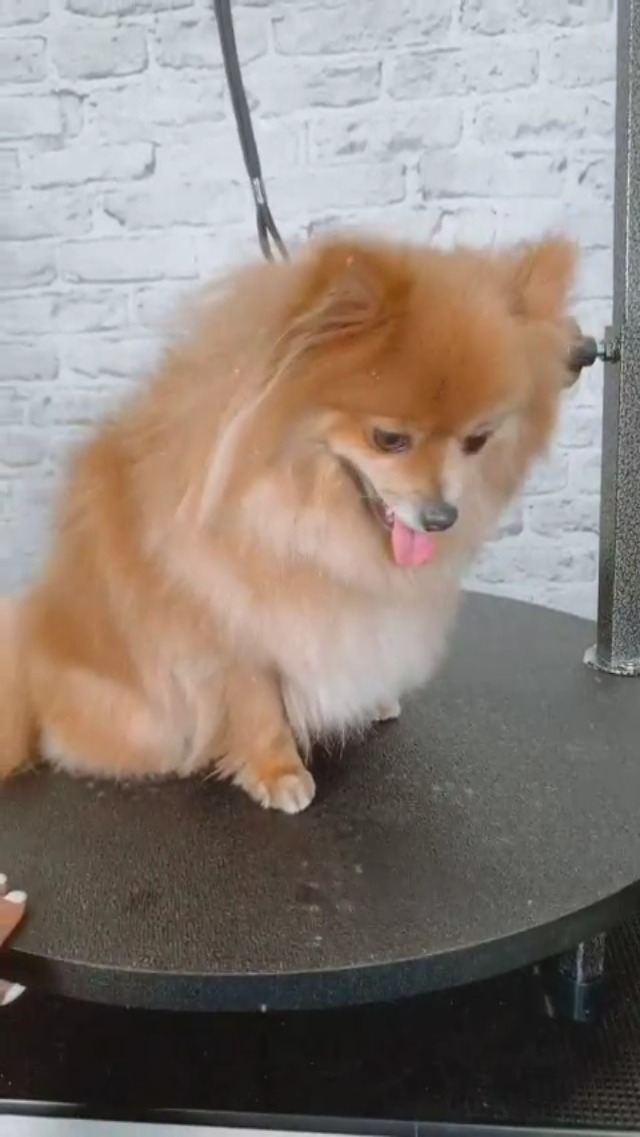 Watch Video of Paw Brothers Portable Rotating Dog Grooming Table on ...