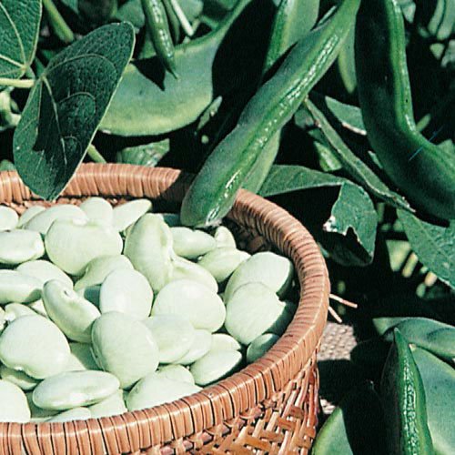 Amazon.com: Baby Thorogreen Lima Beans - Pkt. (2 oz seed) : Patio, Lawn ...