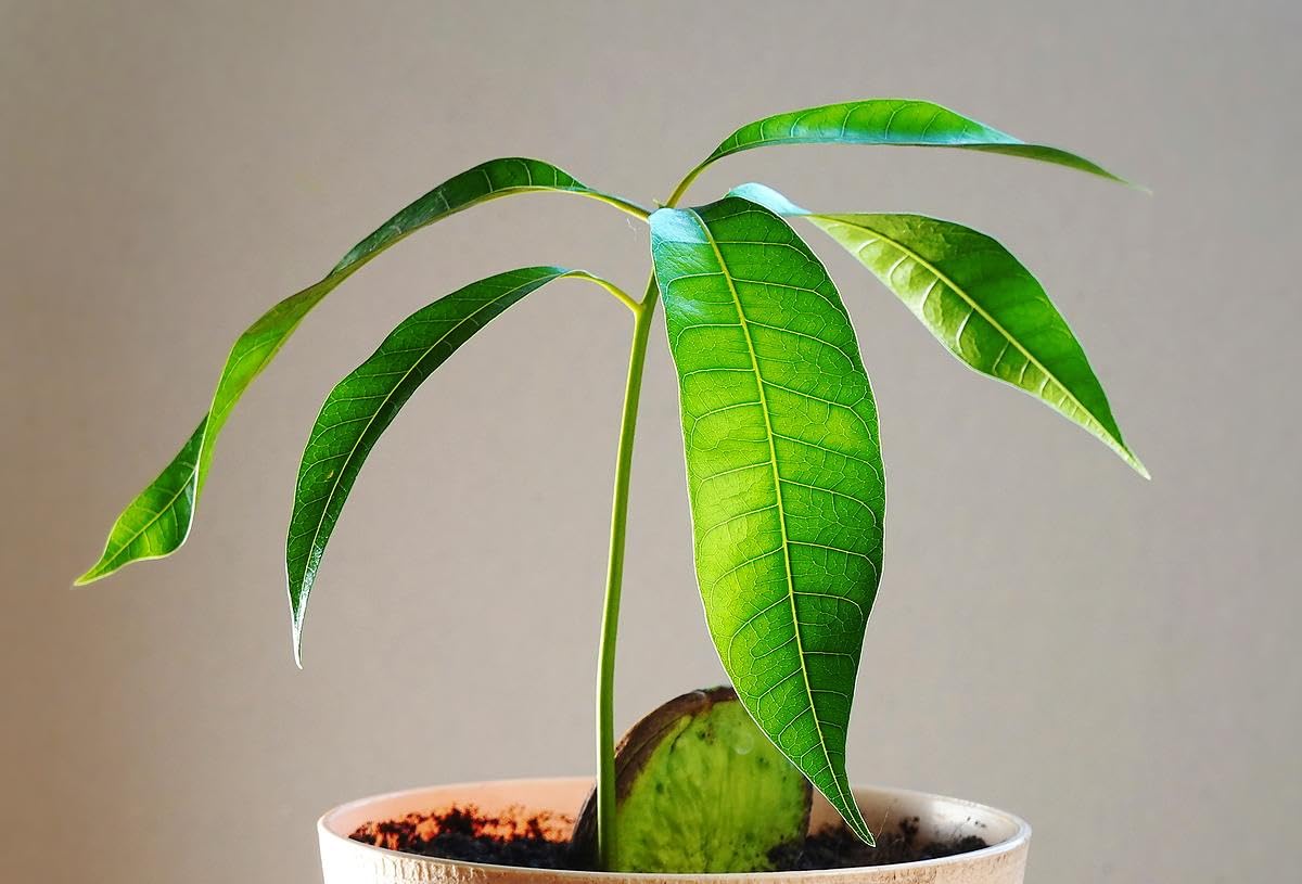 EaglesFord Live Plant Dwarf Alphonso King of Mango 1 Healthy Plant ...