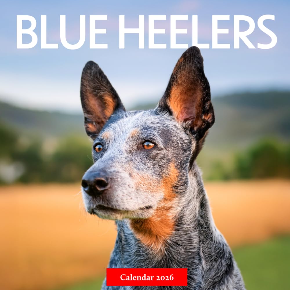Amazon.com: Blue Heelers 2026 Calendar: Hardworking Blue Heelers in ...