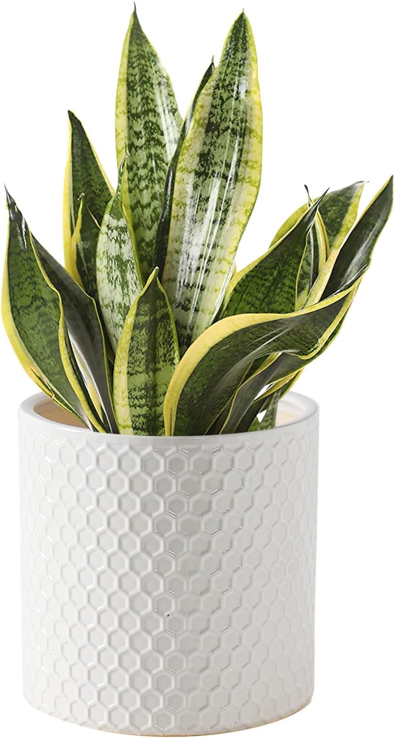 Amazon.com: Fox & Fern 8 Inch Plant Pot with Drainage - Premium ...