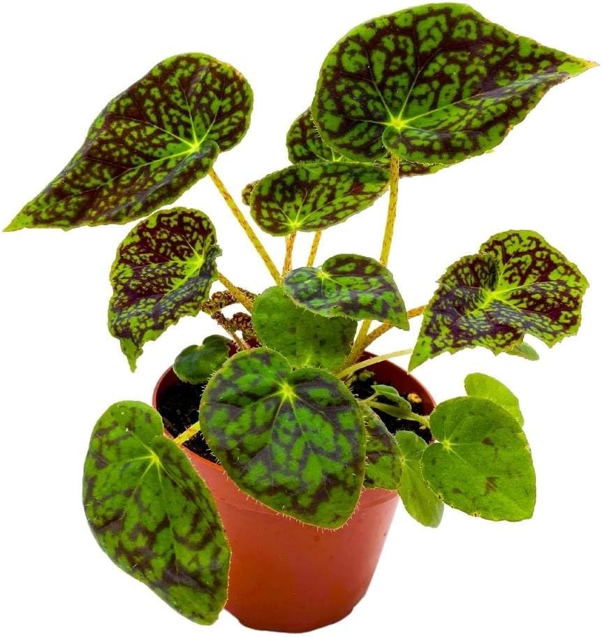 Amazon.com : Harmony Foliage Rhizo Begonia Aces High in a 4 inch Pot ...
