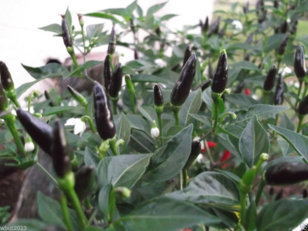 Amazon.com : Vietnamese Devil Pepper - Small , Black (10 Seeds) Super ...