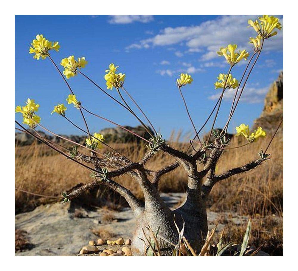 Buy Pachypodium rosulatum var. gracilis - madacar palm - 3 Online at ...