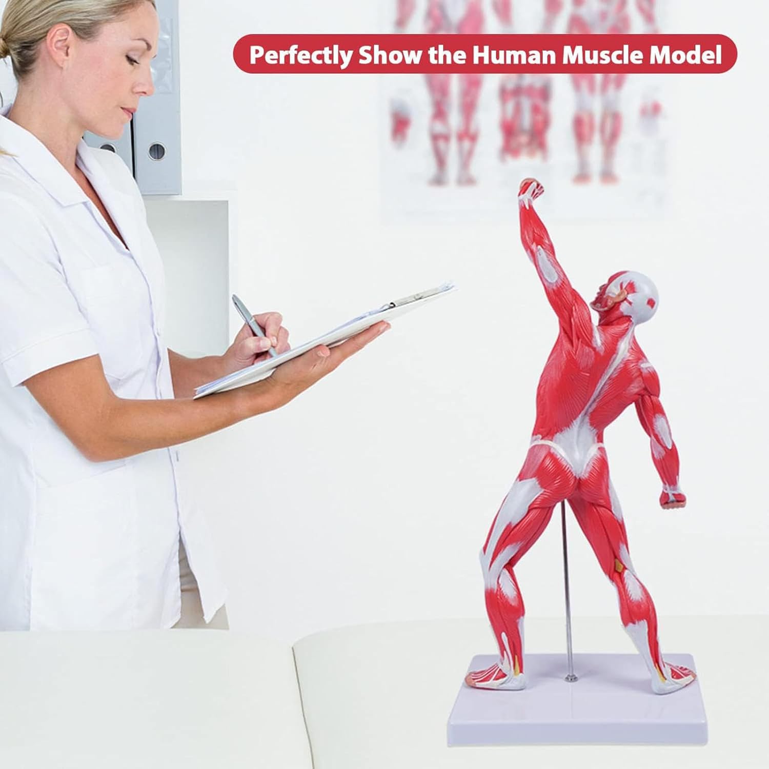 50cm Human Anatomy Muscle Model, 20” Miniature Liberia | Ubuy