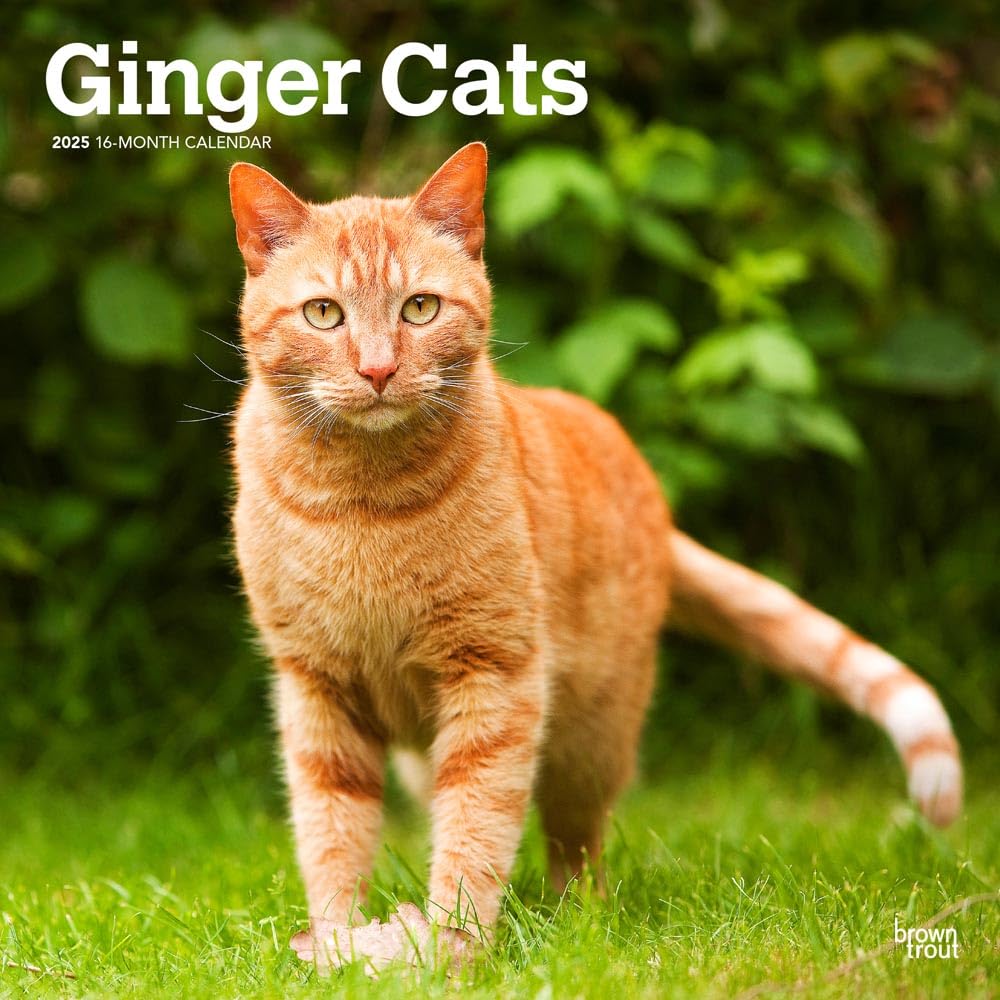 Ginger Cats | 2025 12 x 24 Inch Monthly Square Wall Calendar | Plastic ...