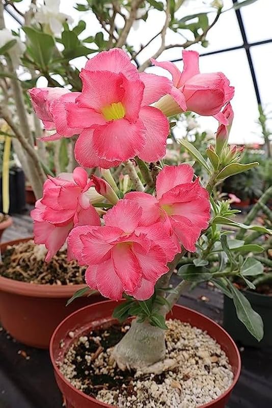 Indian Grafted adenium live plant indian garden Pack of 1 : Amazon.in ...