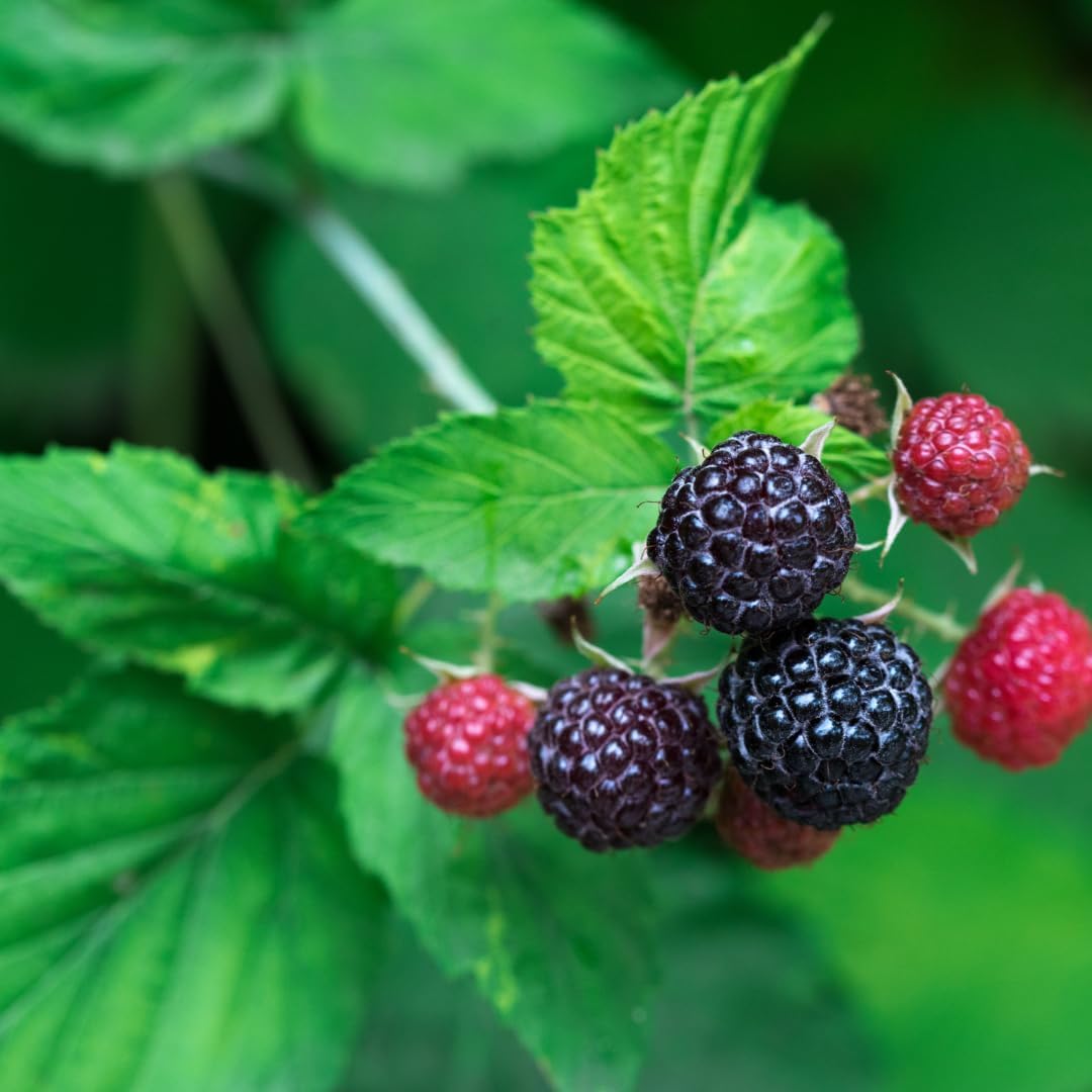 Amazon.com : 'Tahi' Black Raspberry Plant - Thornless Black Raspberry ...