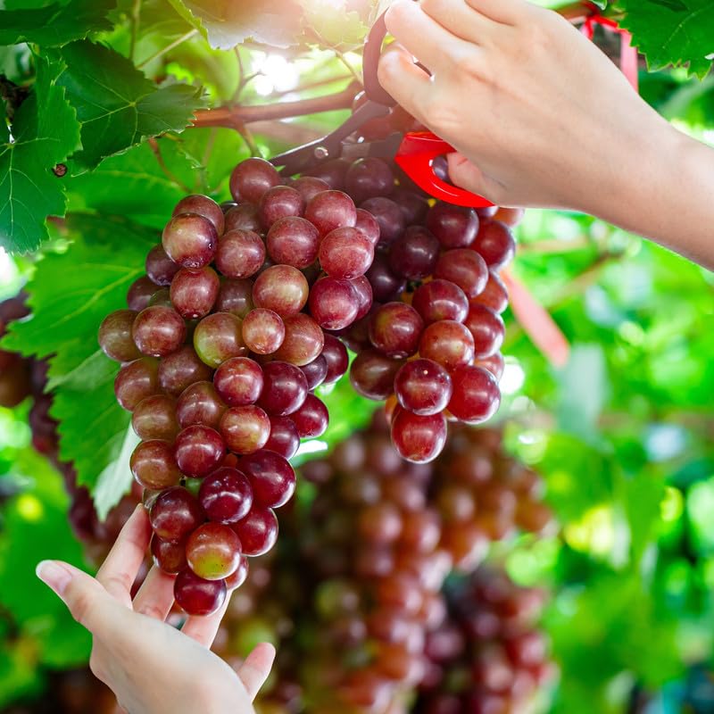 Red Seedless Grapes Tree