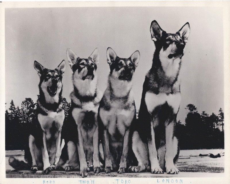 Amazon.com: The Littlest Hobo (1958) : Buddy Hart, Wendy Stuart ...