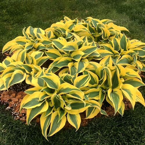 Amazon.com : Floranza Hosta Seeds – 200 Hosta Green Leaves with Bright ...