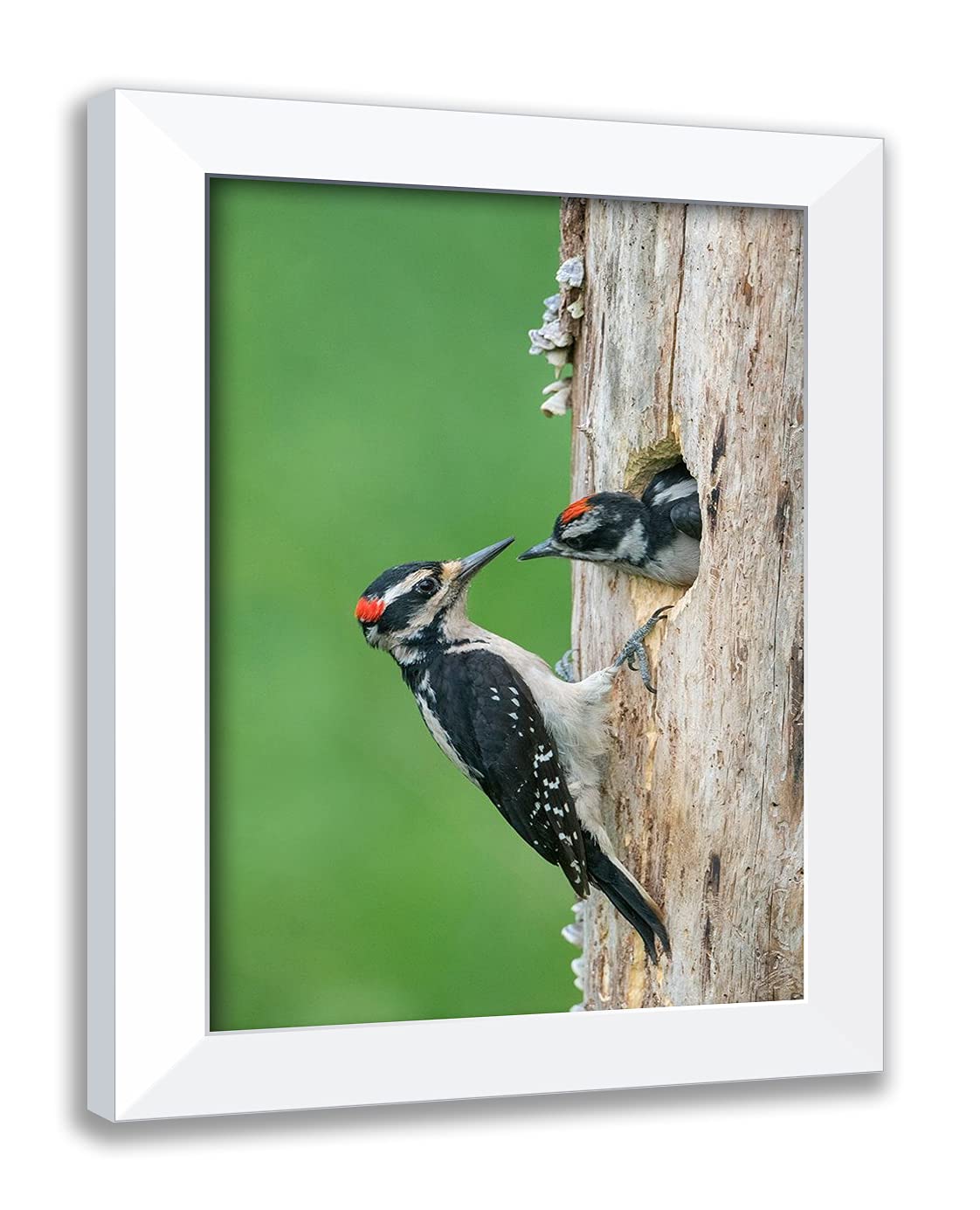 Downy Woodpecker Chicks