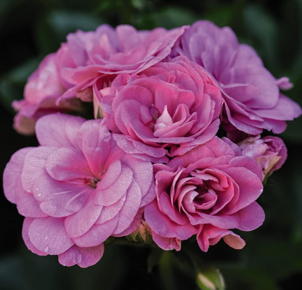 Geranium Trailing Sybil Pink Garden Plant Half-Hardy Perennial ...