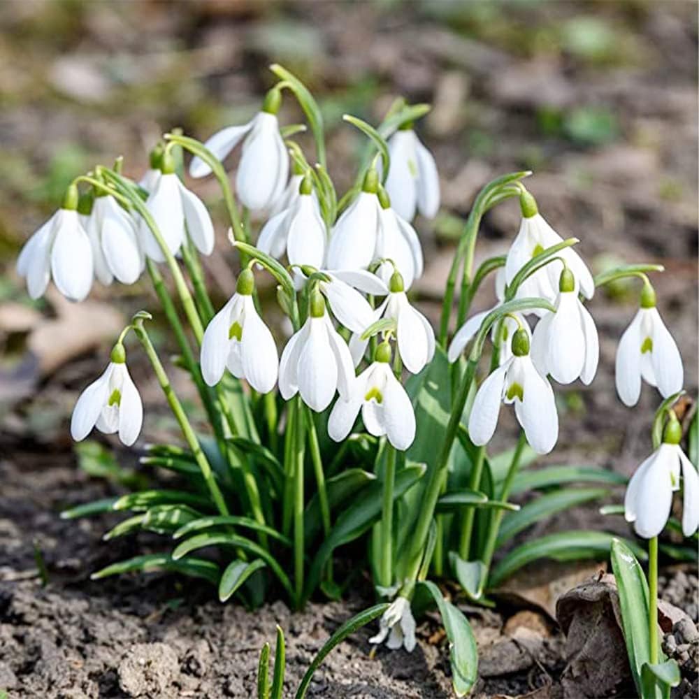Amazon.com : QAUZUY GARDEN 20 Common Snowdrop Seeds, Galanthus, Flower ...
