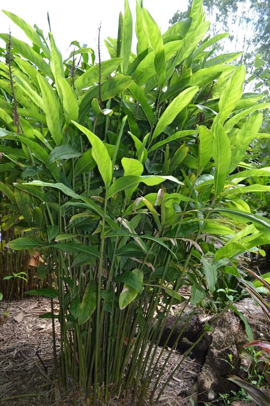 Ginger seeds for home garden Pack of 8 : Amazon.in: Garden & Outdoors